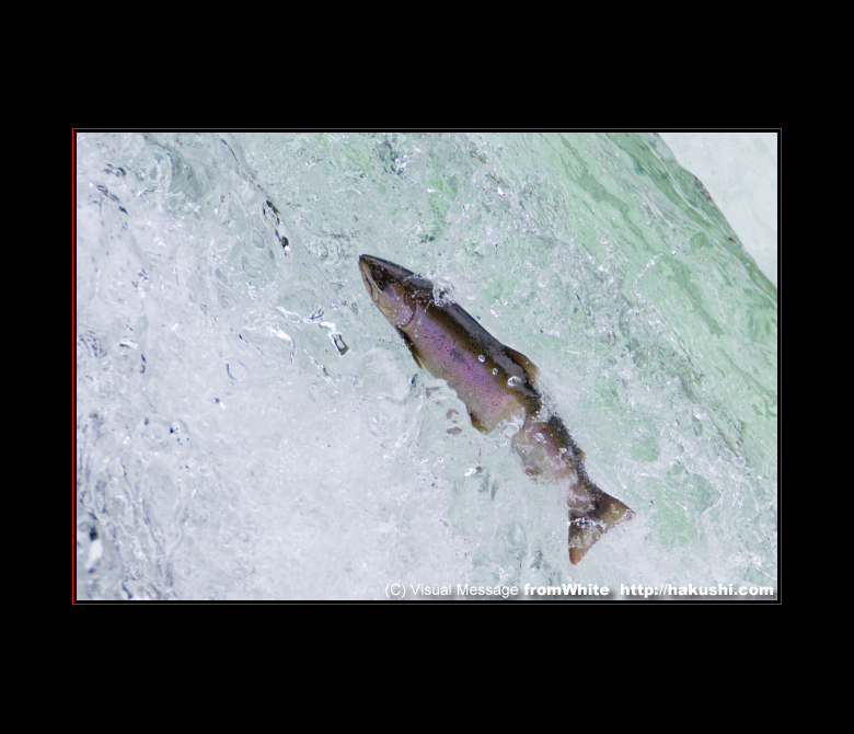 M0‰0 0O0D0n0a0 úTsN^˜j0i0 Î‘q\n0åœ 4lº n0åœ