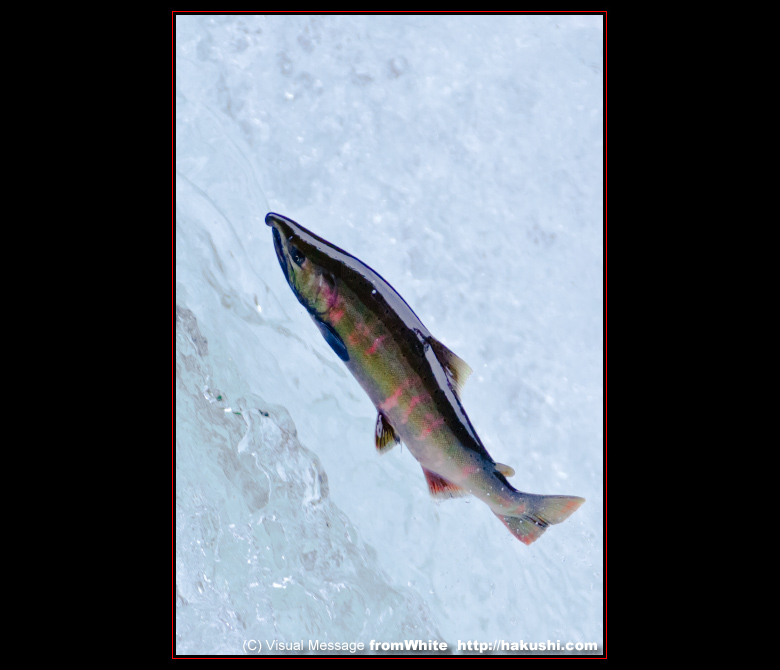 \hRœ 0f[T ÿ Oncorhynchus masou 0ñ‚T ÿSeema, Cherry salmon, Masu salmon