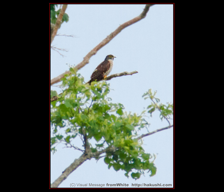 00000 Α uRir0Α圙Q wn0 0M000O0D0n0a0 0